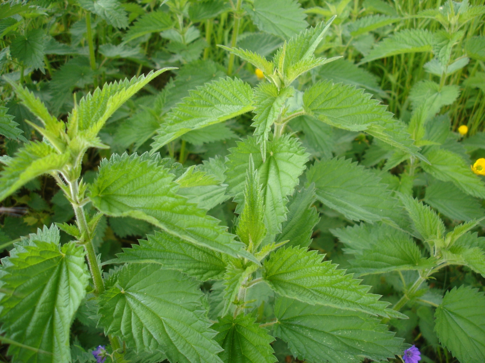 Les bienfaits de l'Ortie Bio - Zen Point Equilibre, Compléments ...