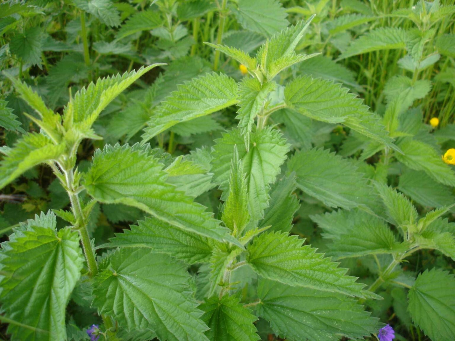 Les bienfaits du Goji - Zen Point Equilibre, Compléments alimentaires